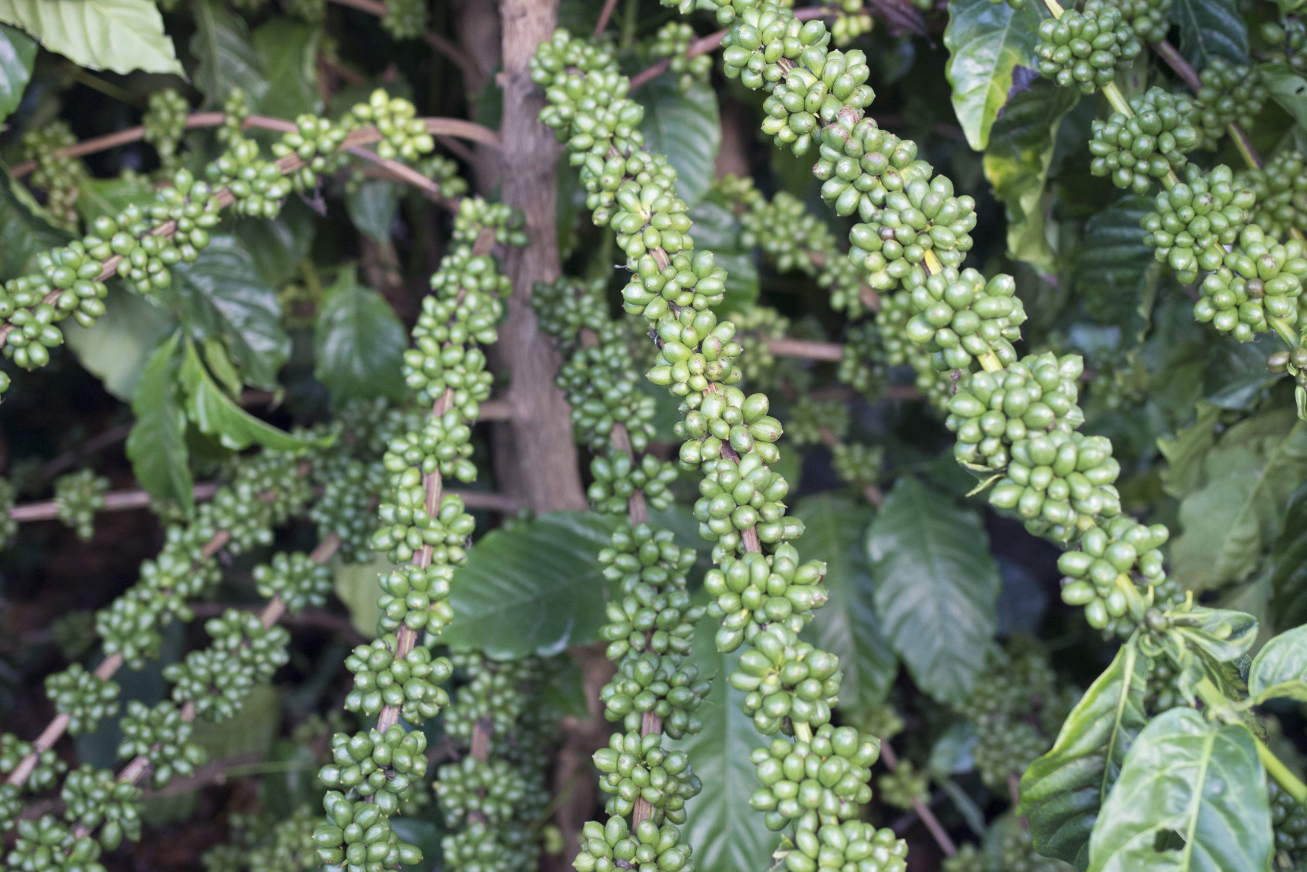 Irrigação de Precisão: Solução para a Produtividade Sustentável do Café ...